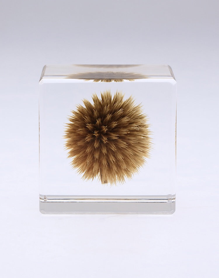 Sola Cube Globe thistle – MONOLAB
